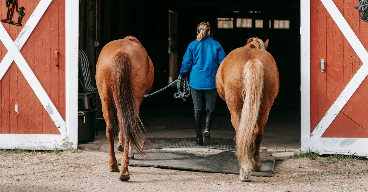 How To Manage Your Horses' Stress And Anxiety – Core Balance