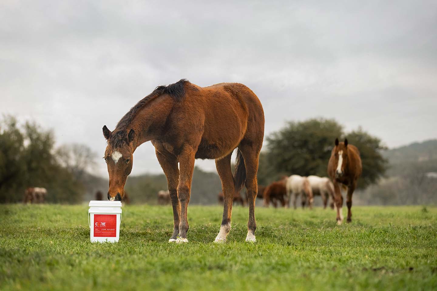 Core Builder – Core Balance